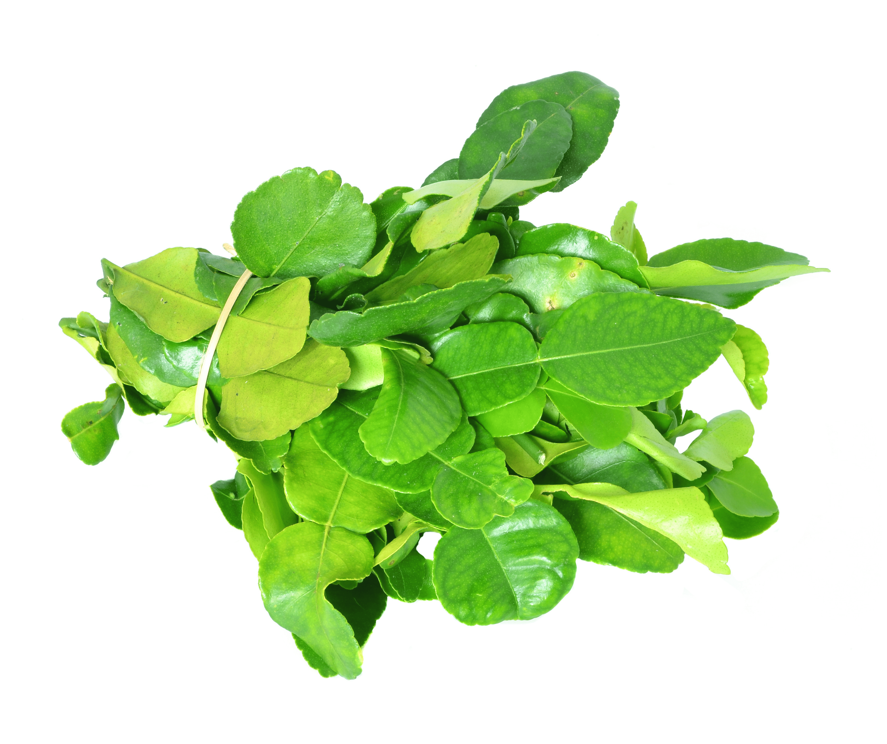 Kaffir leaves – She-Agrocam
